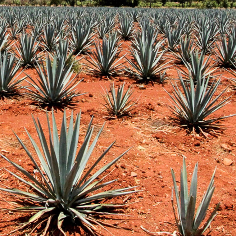 Fuenteseca Cosecha Blanco: “The First Grand Cru Tequila” « Terranova ...